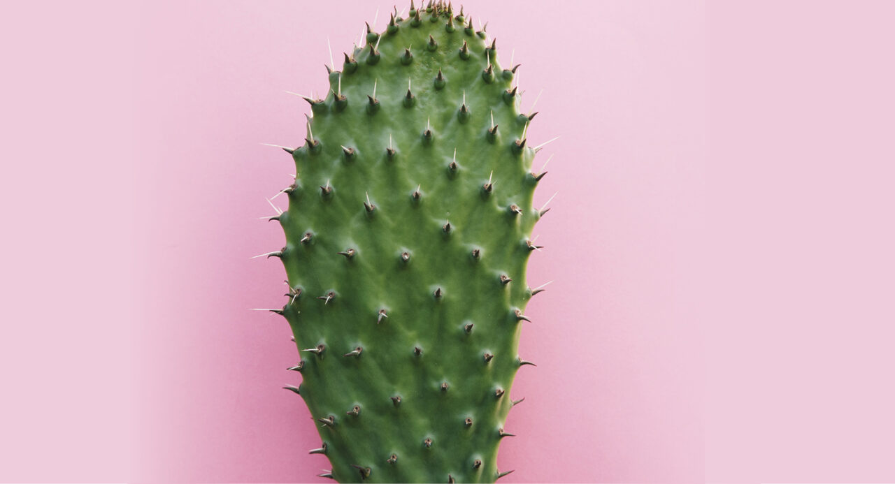 El nopal símbolo de grandeza, identidad y orgullo mexicano - Revista ...